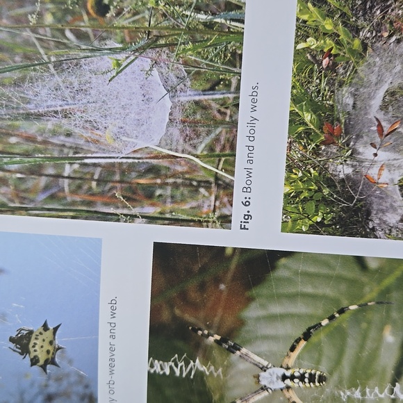 Quarto Group | Toys | Bug Lab For Kids Paperback Book 4h Project ...